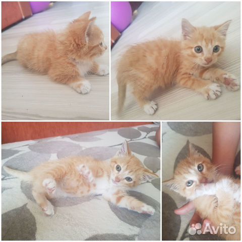 Котенок найденыш-девочка даром
