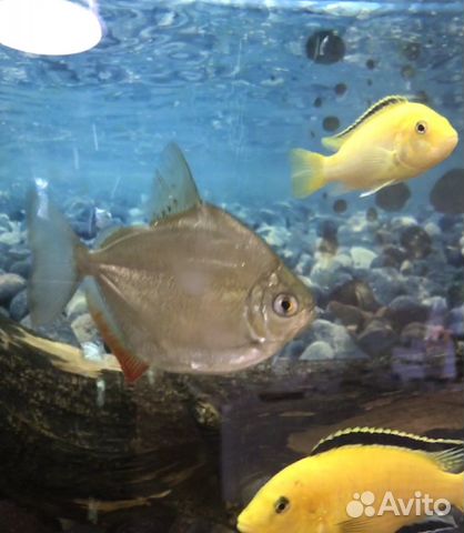 Метинис рыба-зеркало травоядная пиранья