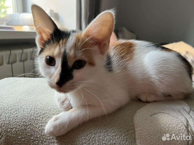 Турецкий ван