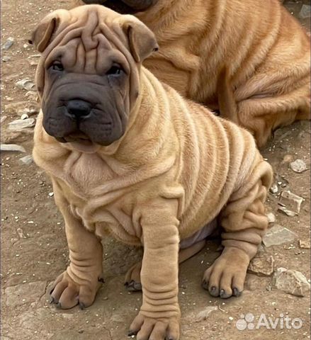 Щенок шарпея