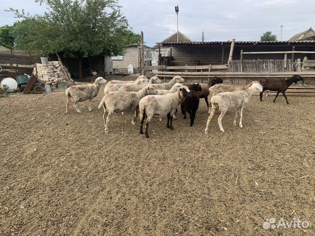 Барашки и ягнята зимние