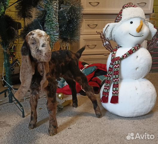 Козочки камори/ шами