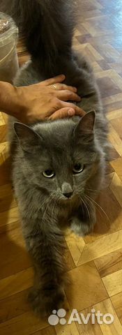 В добрые руки