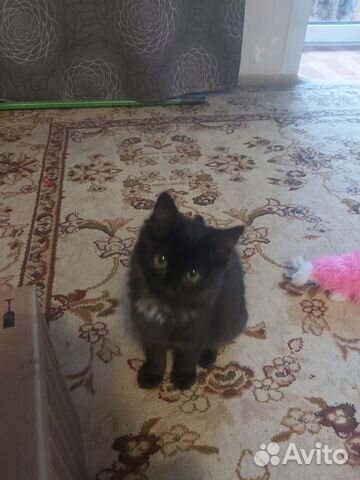 Катёнок девочка, возраст примерно 2,5мес