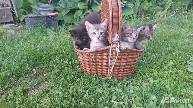 Симпатичные котята ищут любящего хозяина