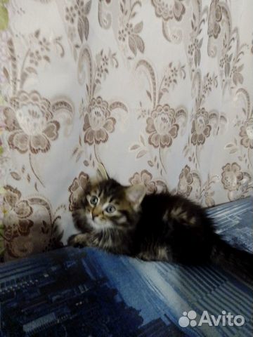 Кошка и котята в дар