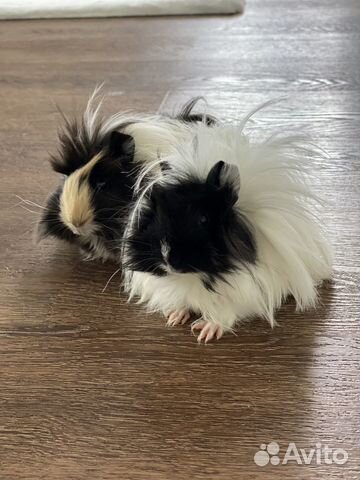 Морская свинка