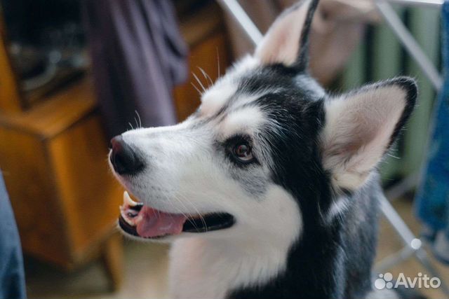 Хаски Макс, хочет усыпить хозяйка