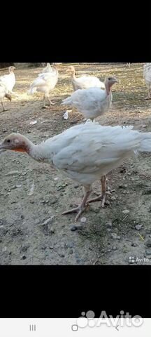 Подросшие индюшата