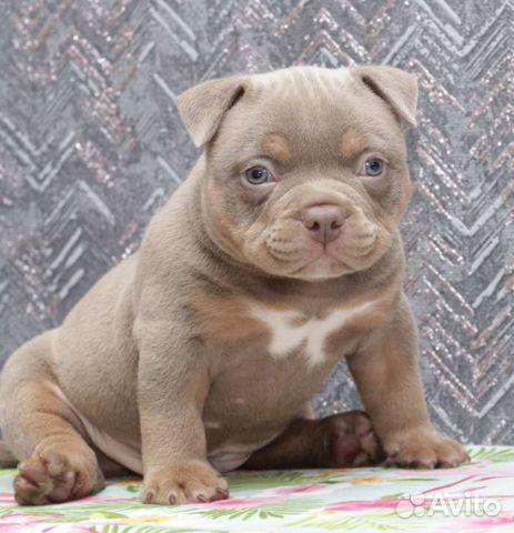 Американский булли покет