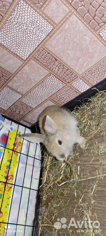 Кролик декоративный мини