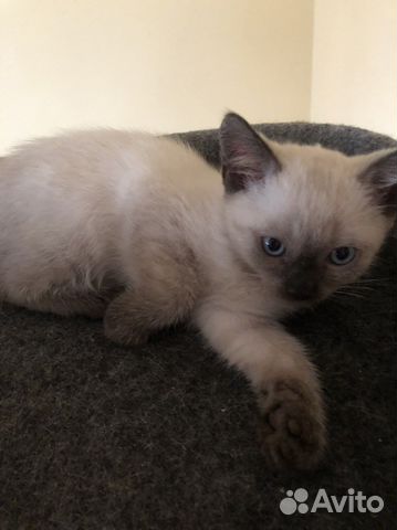 Котенок сиамский