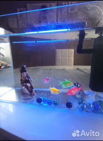 Аквариум с неоновыми рыбками