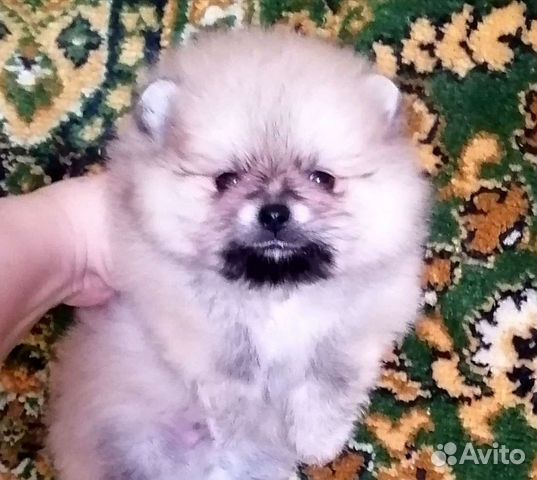 Шпиц мальчик крем-соболь