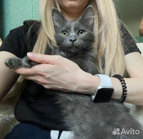 Котенок с человеческими глазами ищет дом