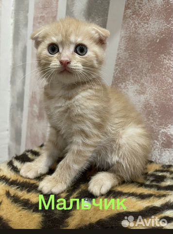 Шотландский вислоухий котенок