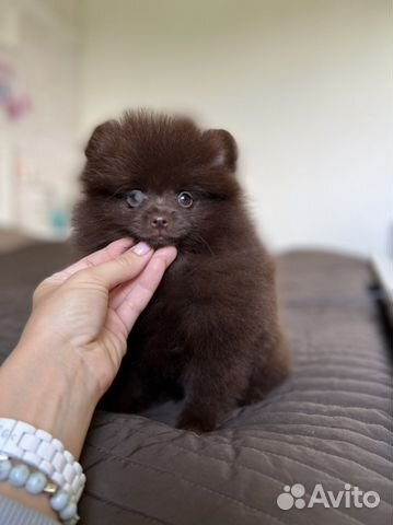 Шпиц померанскиц разные окрасы