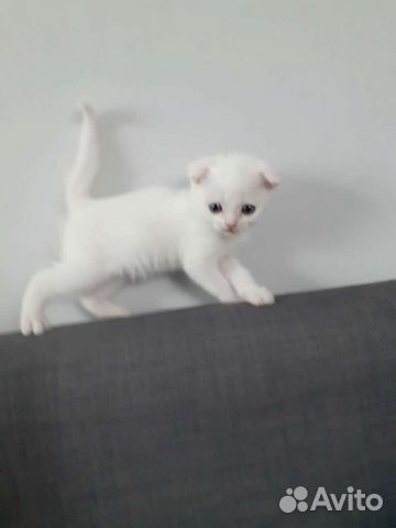 Котик шотландский вислоухий