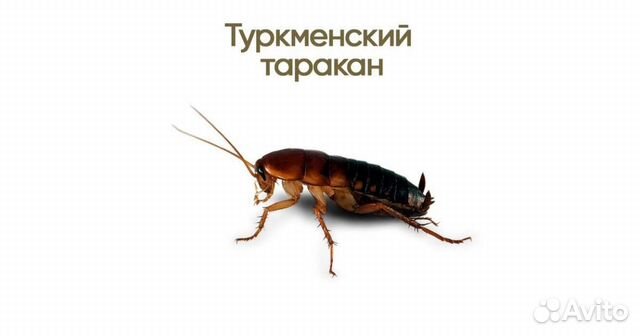 Туркменские тараканы