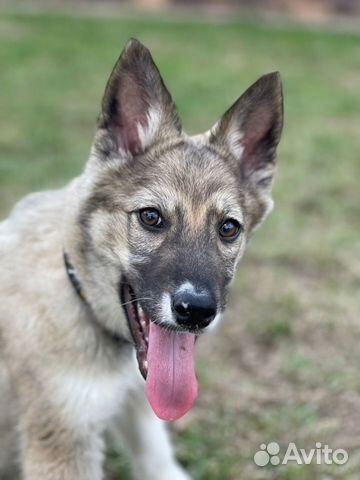 Метис овчарки щенок