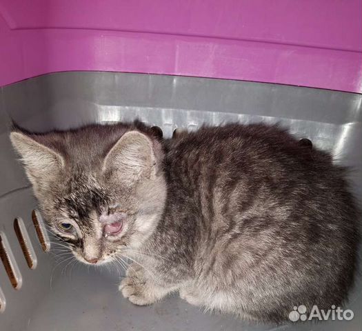 Люди добрые, возьмите котенка