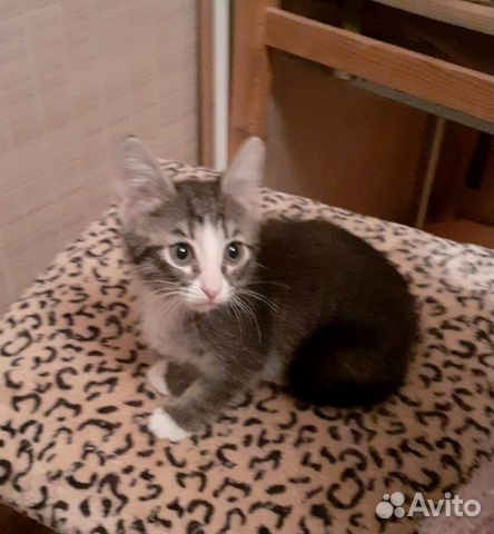 Полосатый котенок в добрые руки