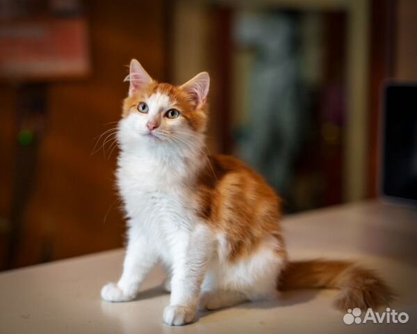 Котёнок ищет дом