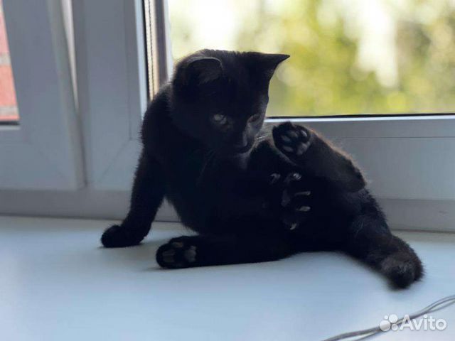 Чёрненький котенок Уголёк ищет дом