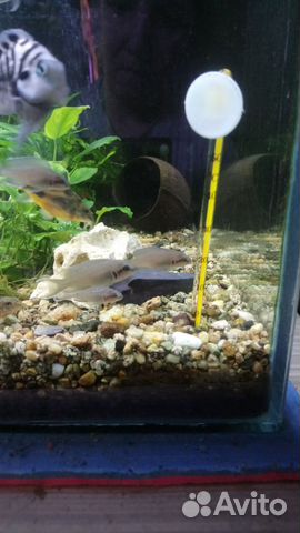 Принцесса Бурунди (оз Танганьика)