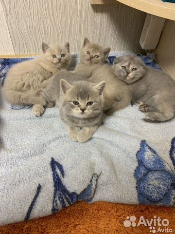 Красивая кошечка в надежные руки