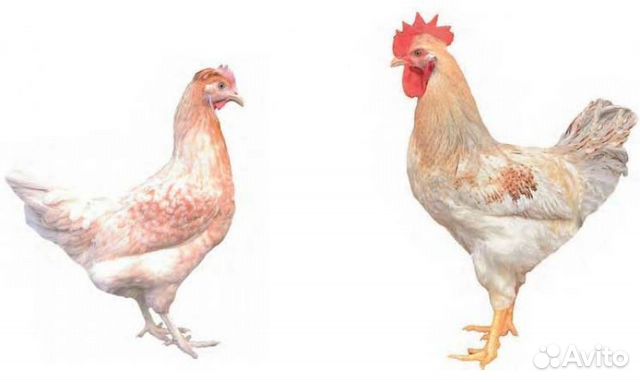 Цыплята суточные