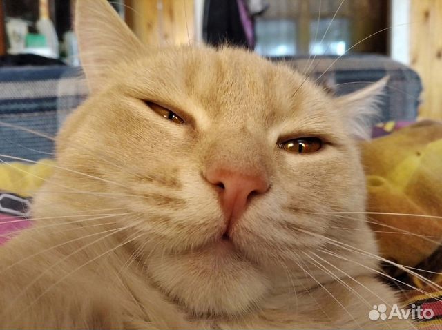 Ласковые кошки потеряли хозяйку