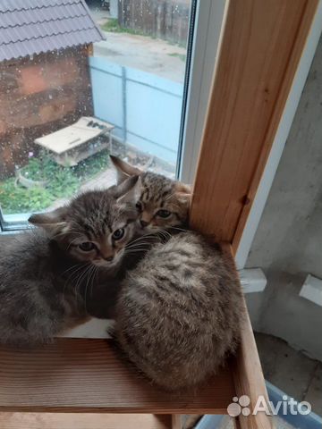 Помогите спасти котят