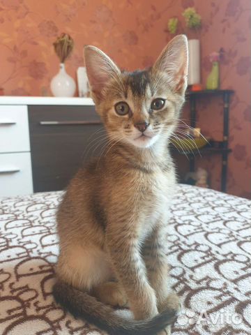 Абиссинская кошка