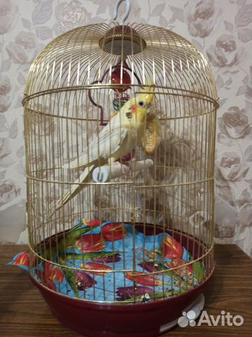Попугай корелла с клеткой