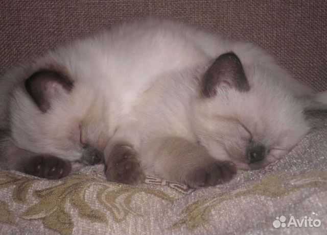 Голубоглазые Котята 1 месяц
