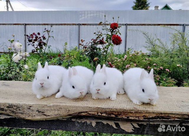 Декоротивные кролики Гермелин
