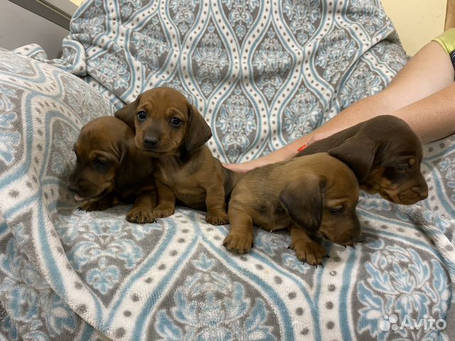 Щенки таксы