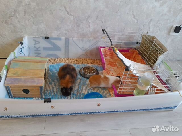 Отдаём в добрые руки 2 морские свинки с вольером