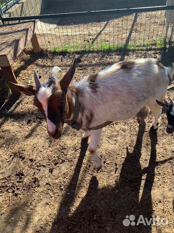 Коза камерунская