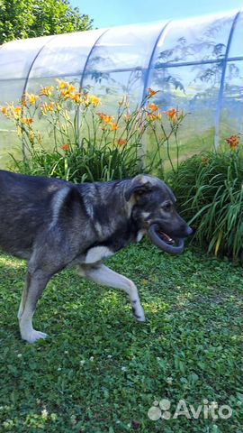 Добрая собака в добрые руки