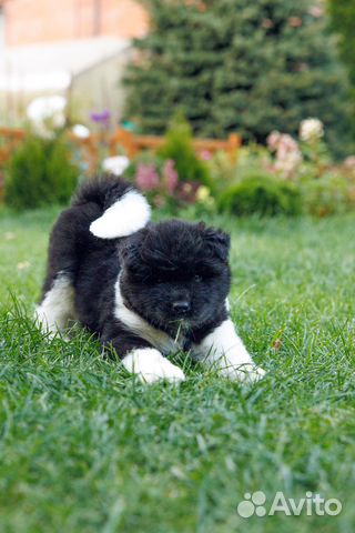 Американская акита мальчик длинник