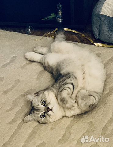 Британский кот