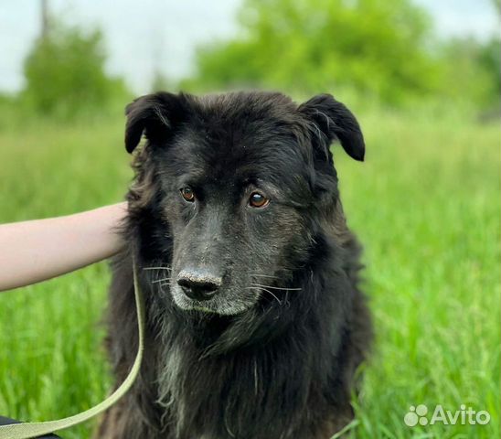 Очаровательный Пес Найт угасает в приюте