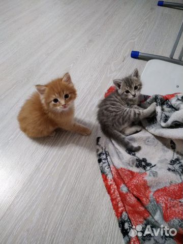 Отдам хороших котят бесплатно, рыжий и 2 серых