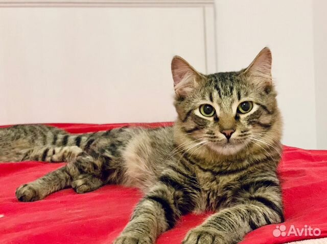 Обаятельный Джон