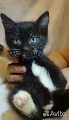 Самый маленький Котенок ищет маму