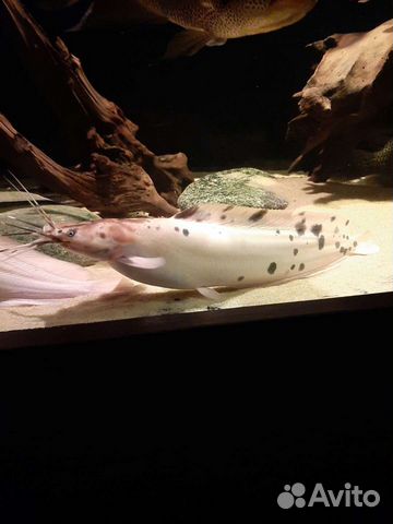 Сом клариус, анцитрус