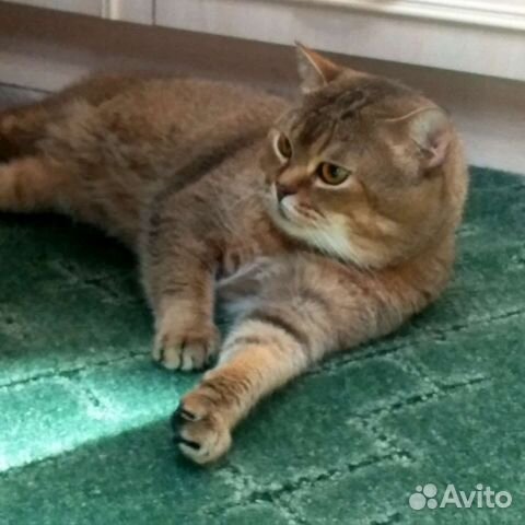 Вязка опытного кота