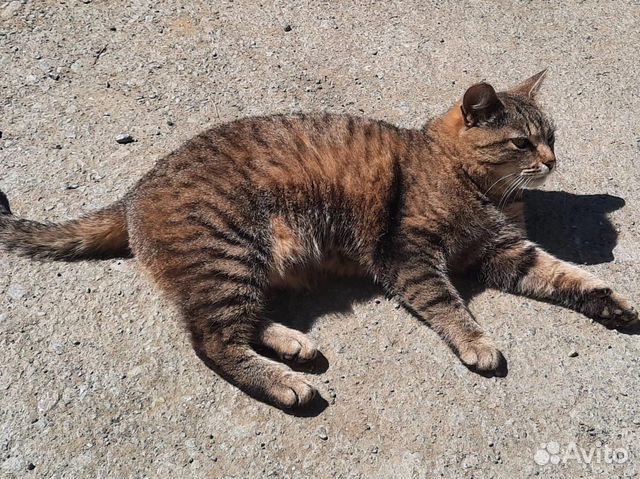 Кошка бесплатно